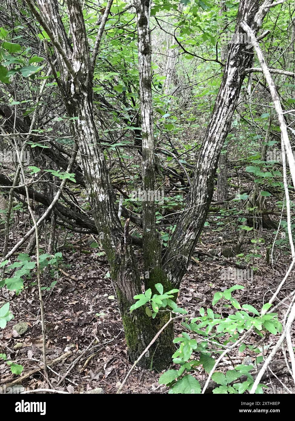 Arizona black walnut (Juglans major) Plantae Stock Photo - Alamy
