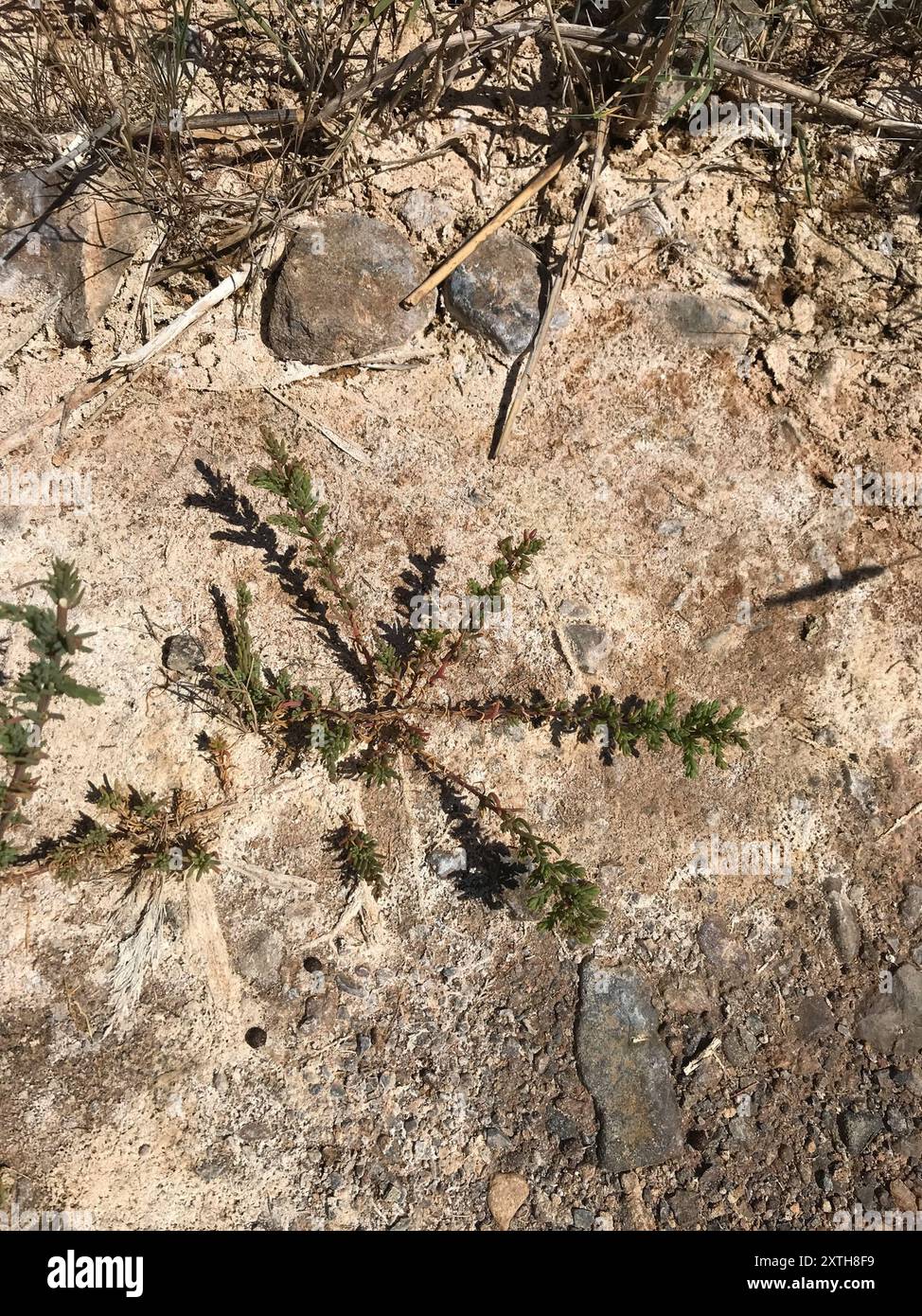 vascular plants (Tracheophyta) Plantae Stock Photo - Alamy