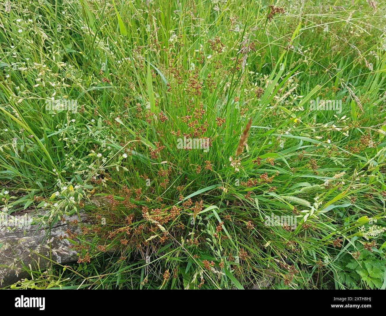 Flattened Rush (Juncus compressus) Plantae Stock Photo - Alamy