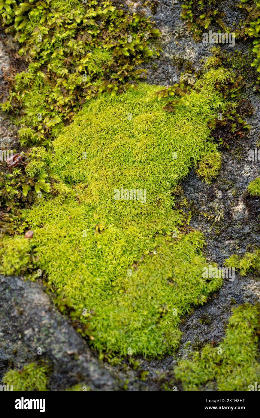 Twisted Moss (Tortella tortuosa) Plantae Stock Photo - Alamy