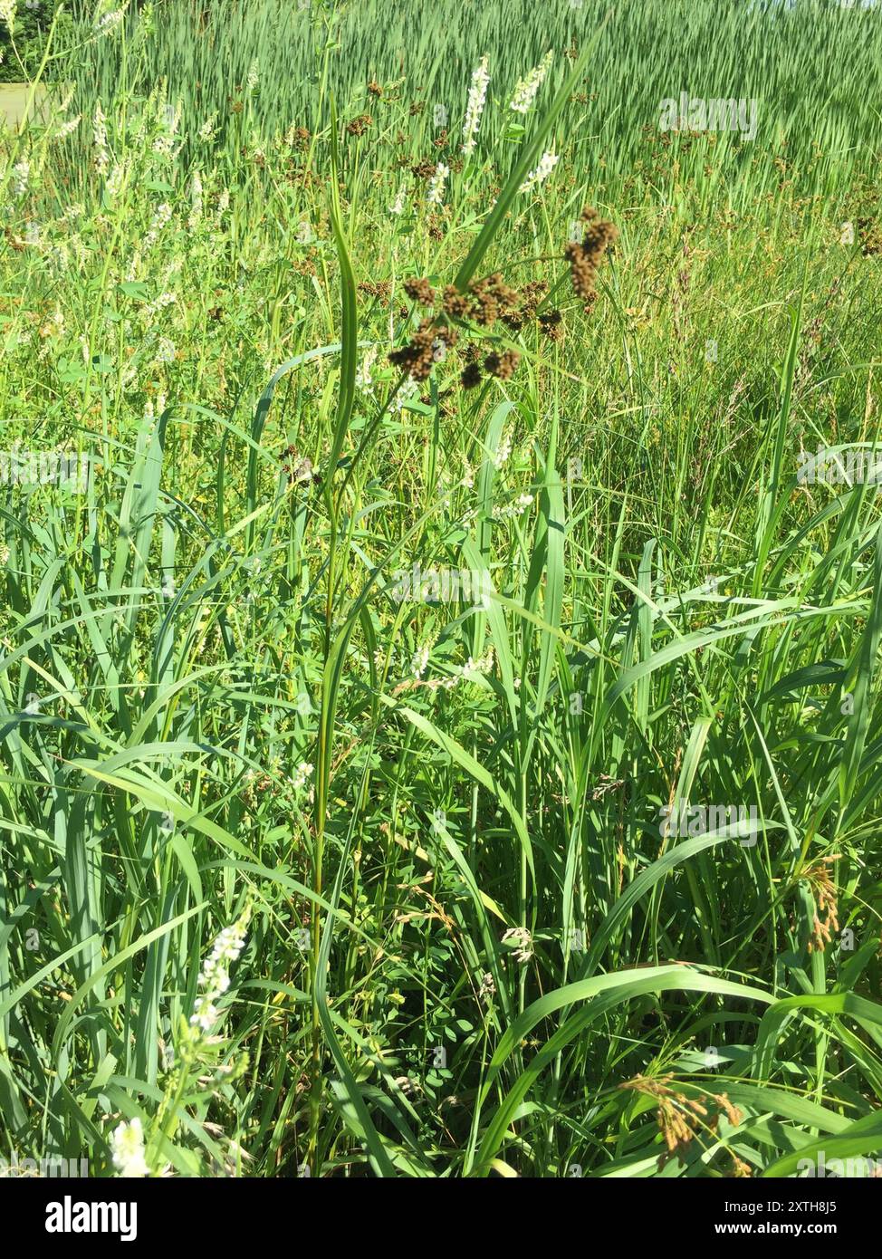 dark green bulrush (Scirpus atrovirens) Plantae Stock Photo - Alamy