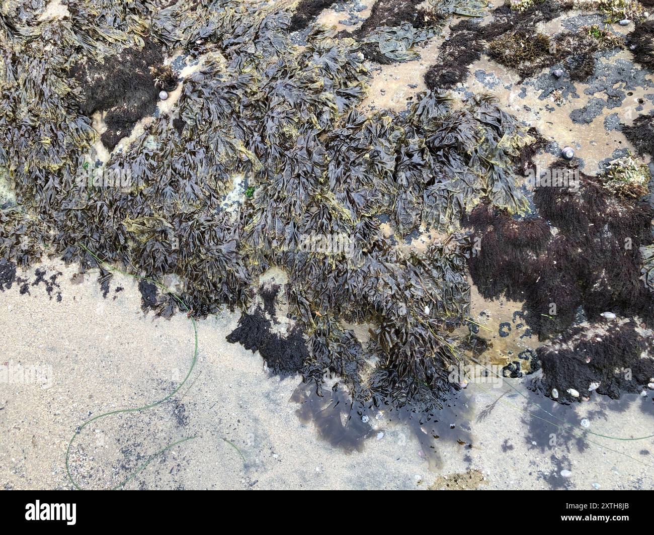 Pyropia hi-res stock photography and images - Alamy