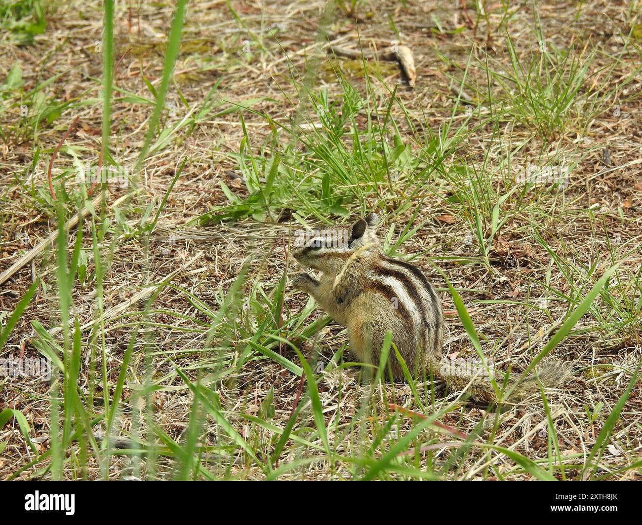Western Chipmunks (Neotamias) Mammalia Stock Photo - Alamy