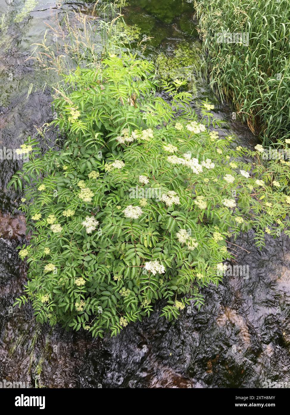 water hemlock (Cicuta maculata) Plantae Stock Photo - Alamy