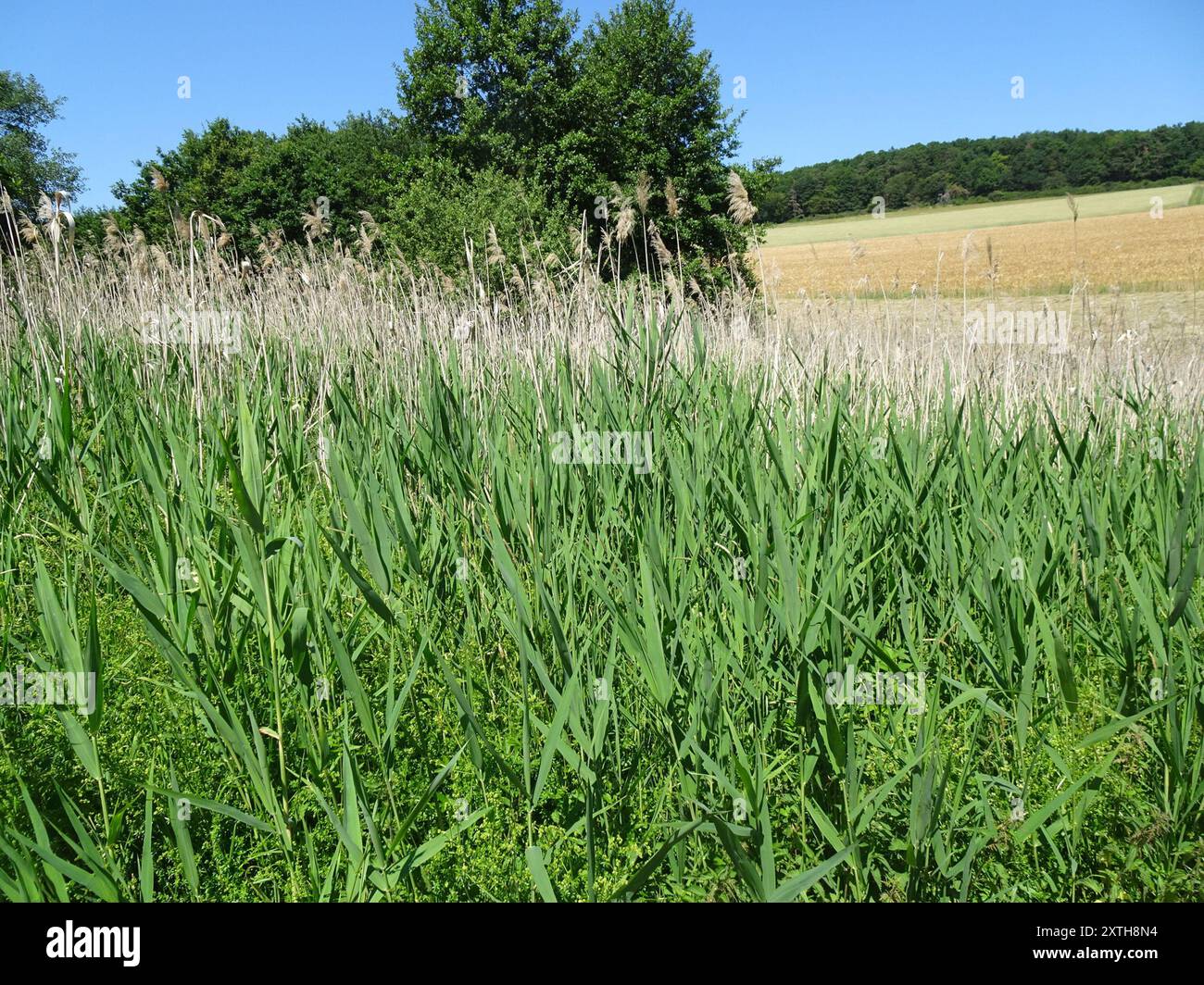 common reed (Phragmites australis) Plantae Stock Photo - Alamy