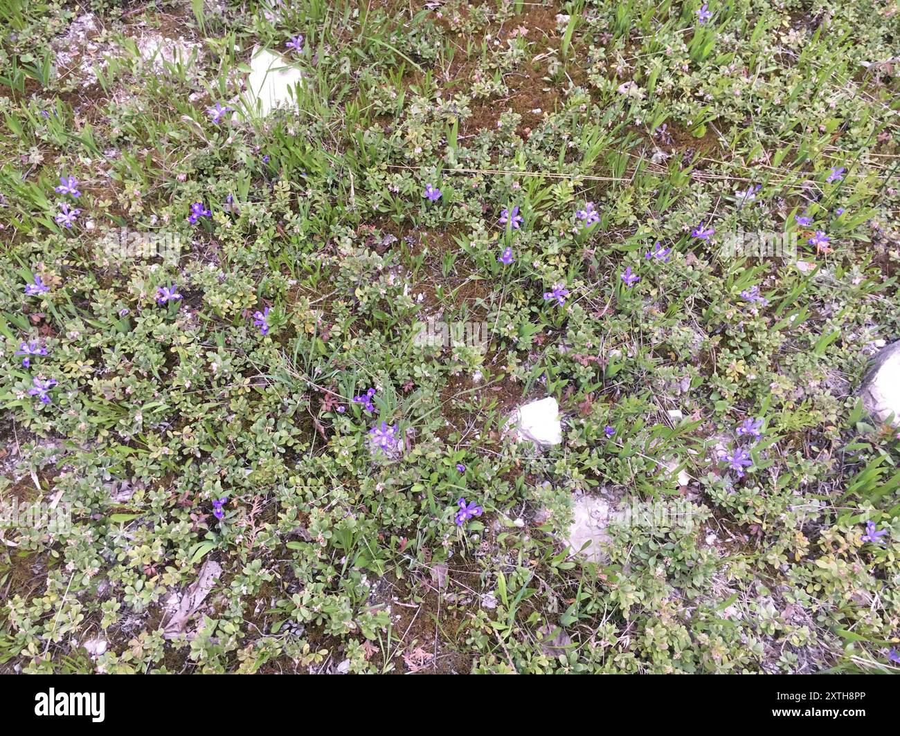 Dwarf Lake Iris (Iris lacustris) Plantae Stock Photo - Alamy
