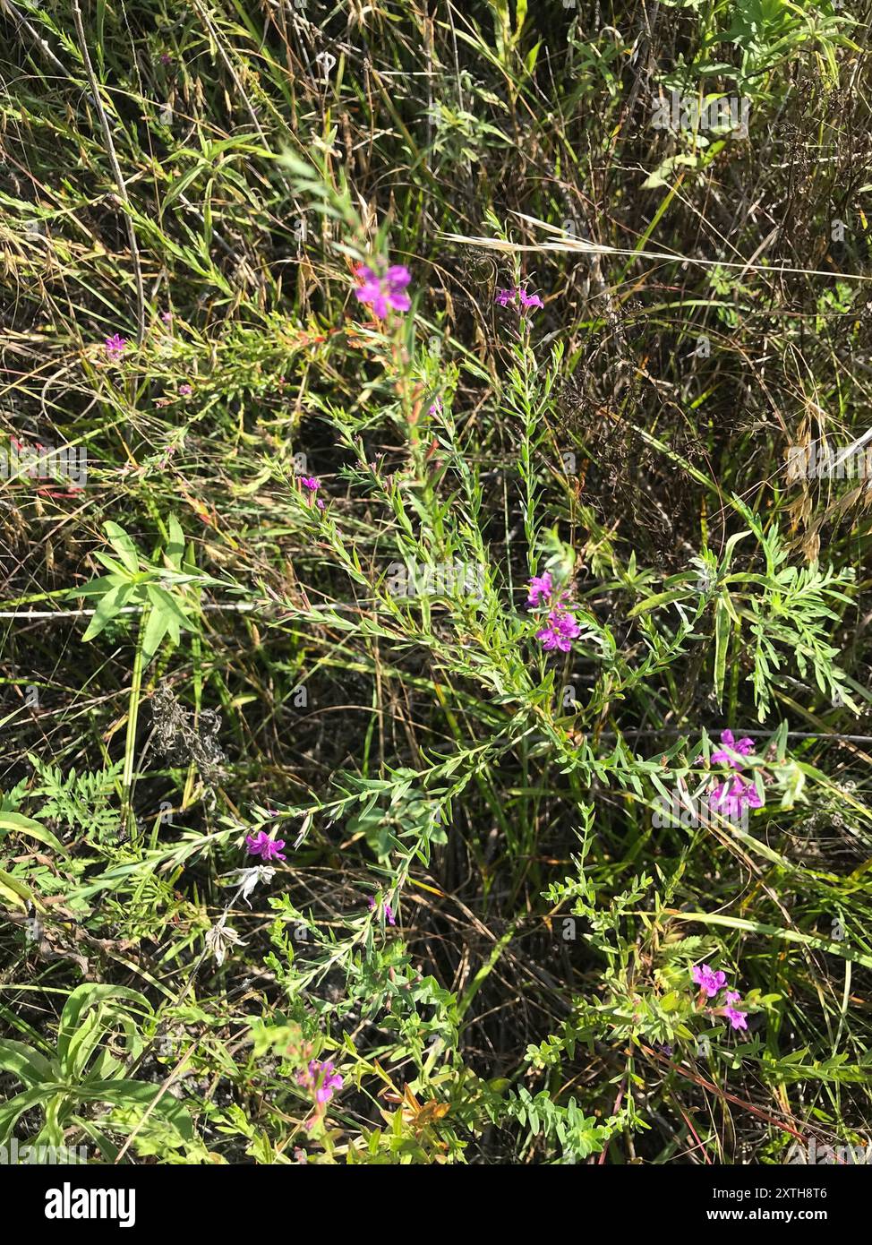 Lythrum Loosestrifes (Lythrum) Plantae Stock Photo - Alamy