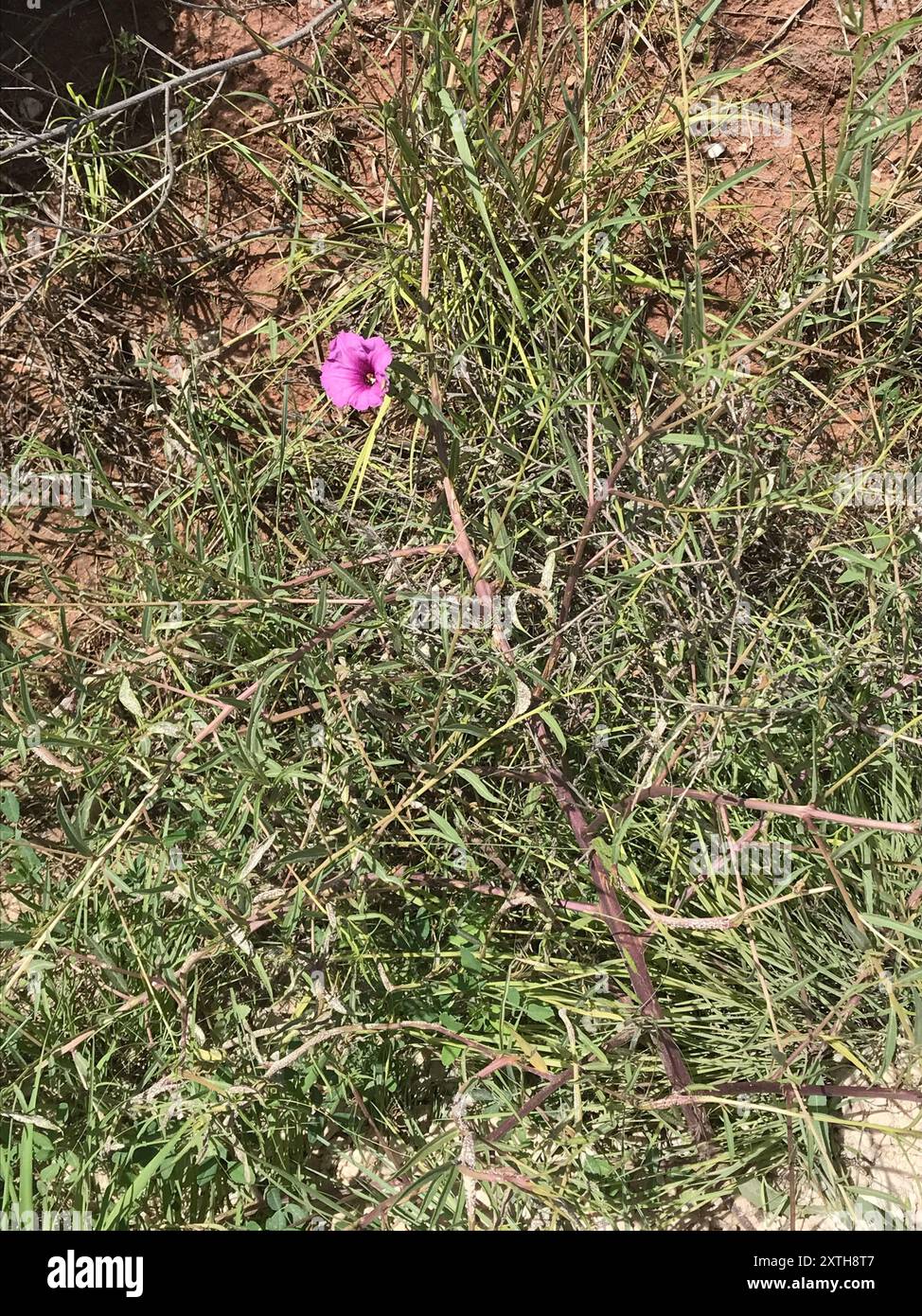 Bush Morning-glory (Ipomoea leptophylla) Plantae Stock Photo - Alamy