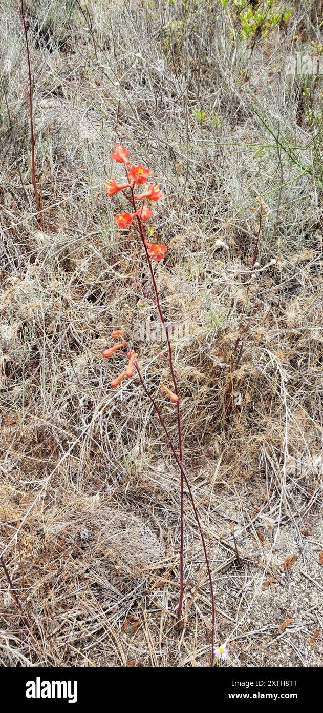 Scarlet Larkspur (Delphinium cardinale) Plantae Stock Photo - Alamy