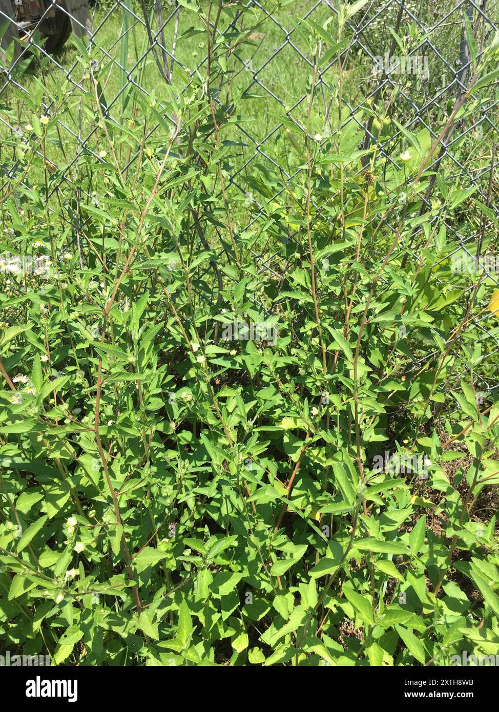 Cuban jute (Sida rhombifolia) Plantae Stock Photo - Alamy