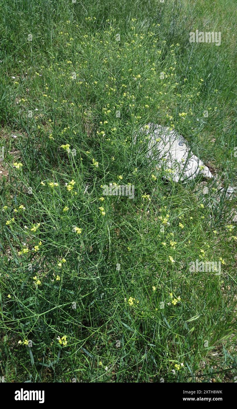 Tall Tumblemustard (Sisymbrium altissimum) Plantae Stock Photo - Alamy