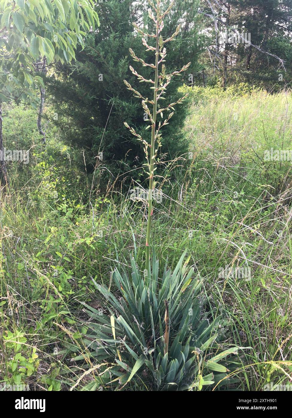 common yucca (Yucca filamentosa) Plantae Stock Photo - Alamy