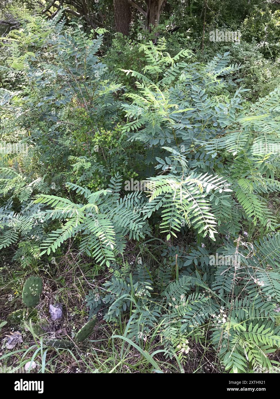 plants (Plantae) Plantae Stock Photo - Alamy