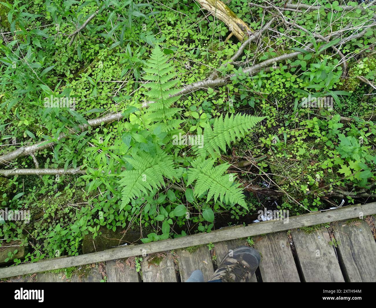 spinulose wood fern (Dryopteris carthusiana) Plantae Stock Photo - Alamy