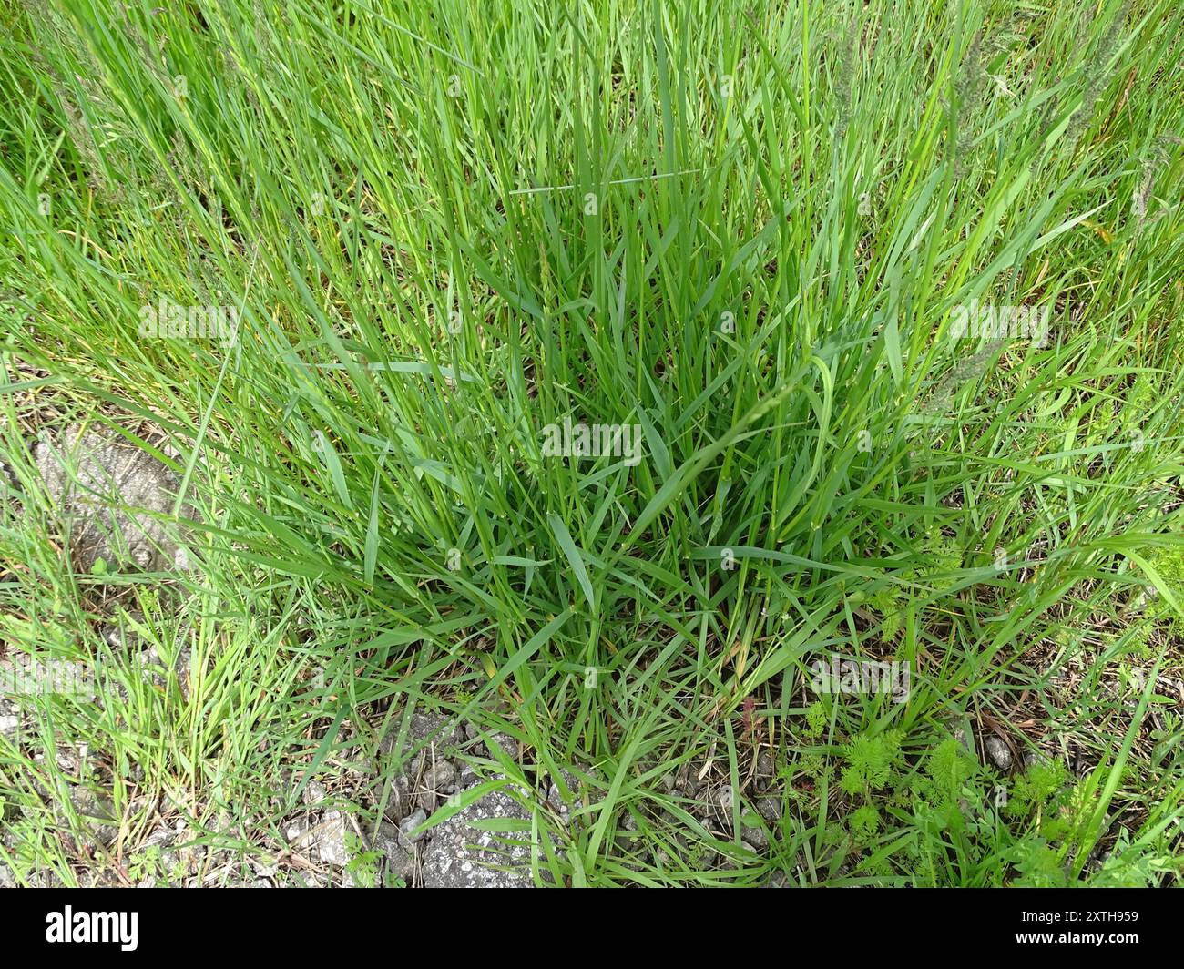 tall fescue (Lolium arundinaceum) Plantae Stock Photo - Alamy