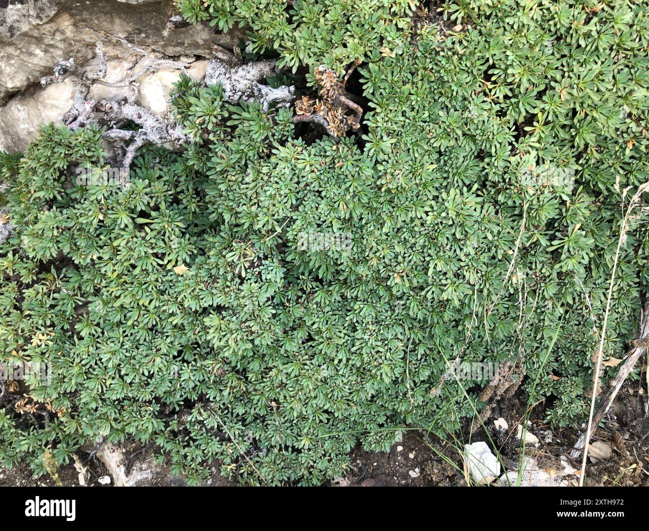 mat rock spiraea (Petrophytum caespitosum) Plantae Stock Photo - Alamy