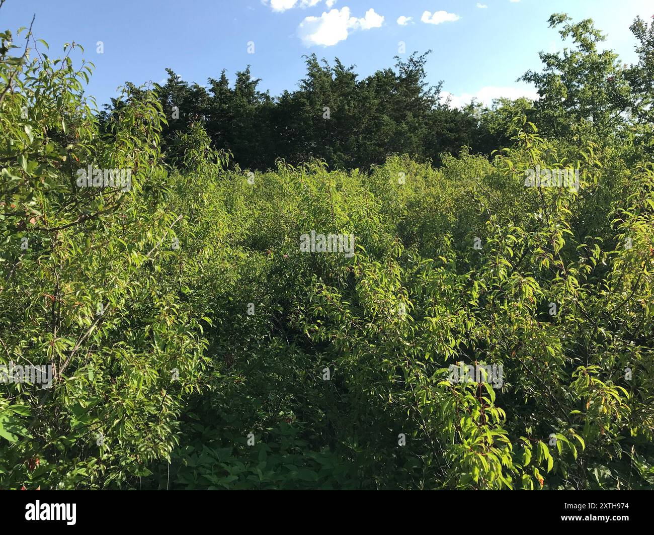 Creek plum (Prunus rivularis) Plantae Stock Photo - Alamy