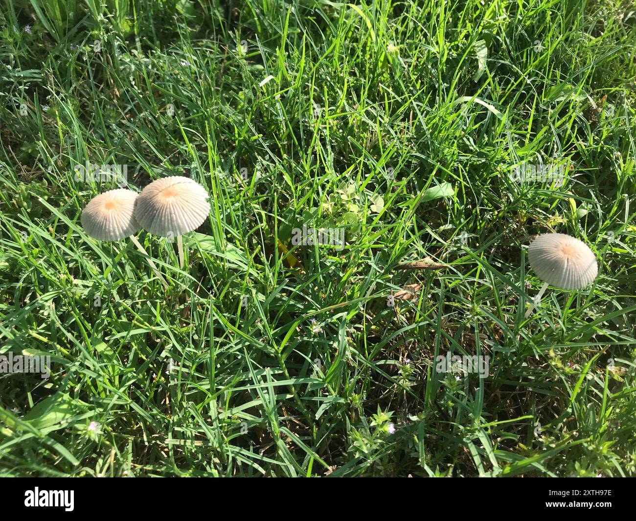 pleated inkcap (Parasola plicatilis) Fungi Stock Photo - Alamy
