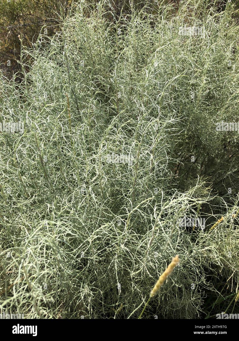 Artemisia filifolia hi-res stock photography and images - Alamy
