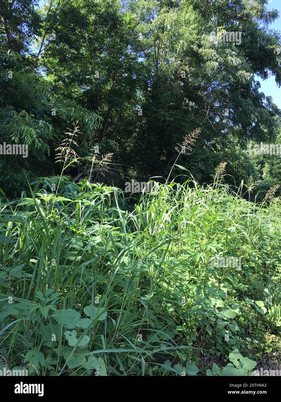 Johnson grass (Sorghum halepense) Plantae Stock Photo - Alamy