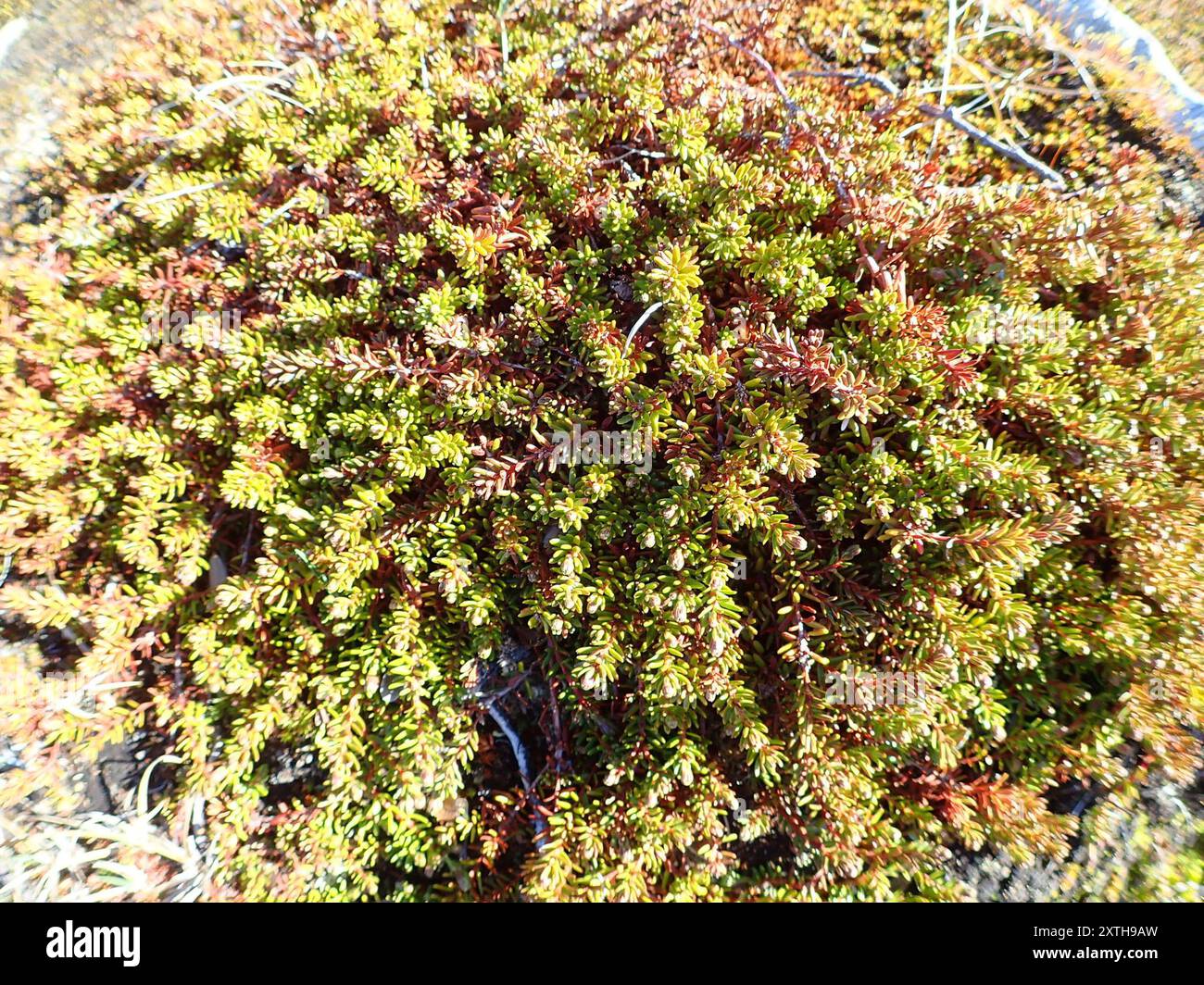 Alpine Crowberry (Empetrum nigrum hermaphroditum) Plantae Stock Photo ...