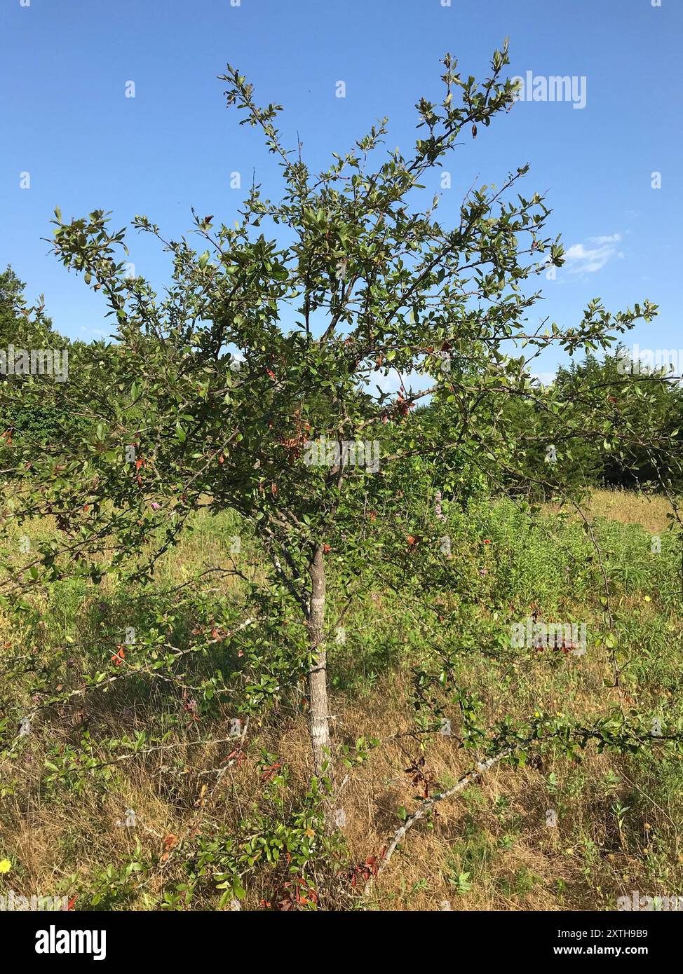 Gum bumelia (Sideroxylon lanuginosum) Plantae Stock Photo - Alamy