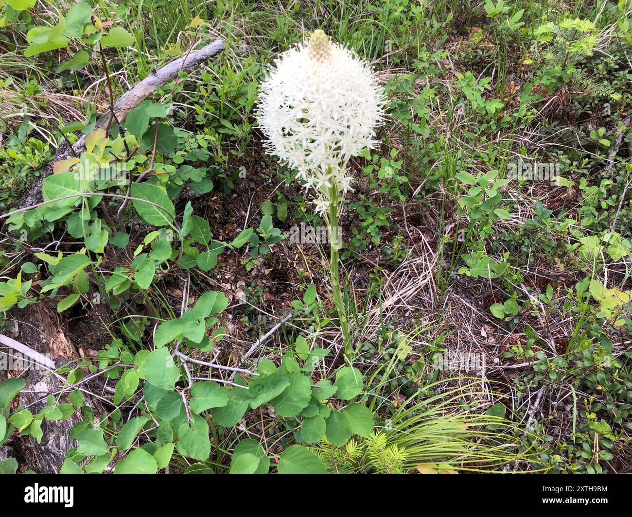 common beargrass (Xerophyllum tenax) Plantae Stock Photo - Alamy