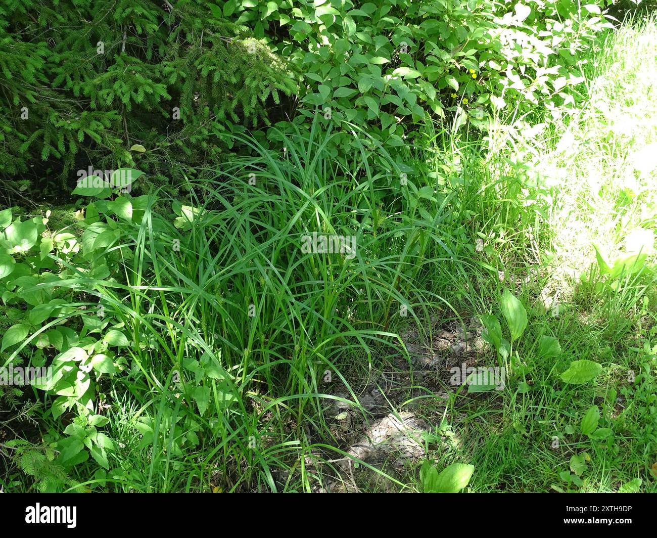 hop sedge (Carex lupulina) Plantae Stock Photo - Alamy
