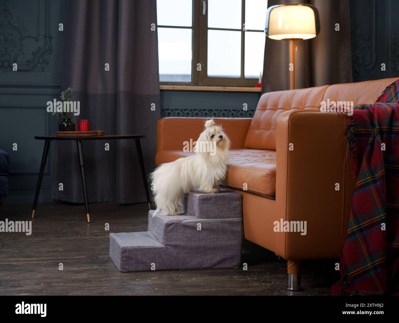 A regal Maltese dog stands majestically on a vintage orange sofa ...