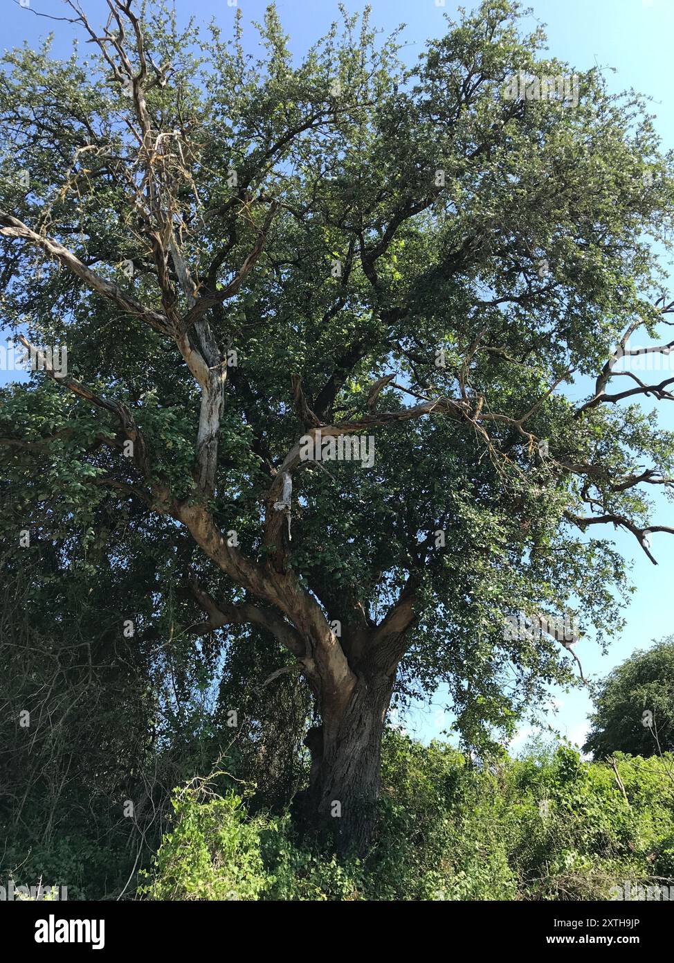 Texas live oak (Quercus fusiformis) Plantae Stock Photo - Alamy