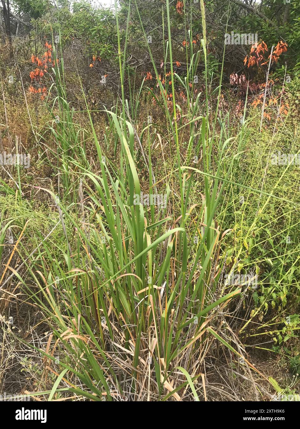 giant wild rye (Leymus condensatus) Plantae Stock Photo - Alamy