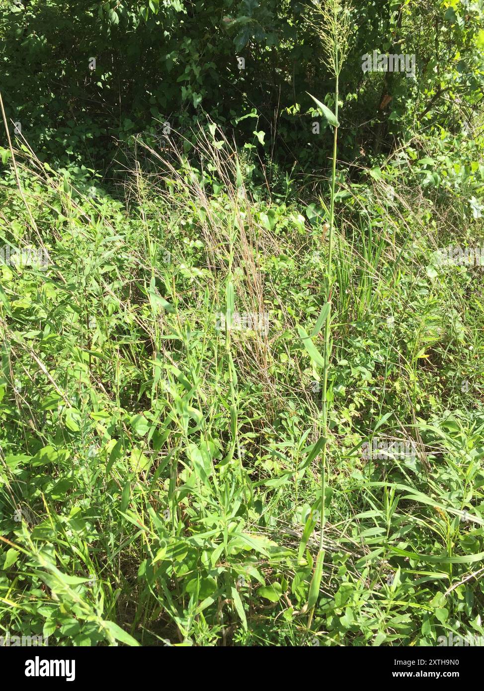 Velvet Panicum (Dichanthelium scoparium) Plantae Stock Photo - Alamy