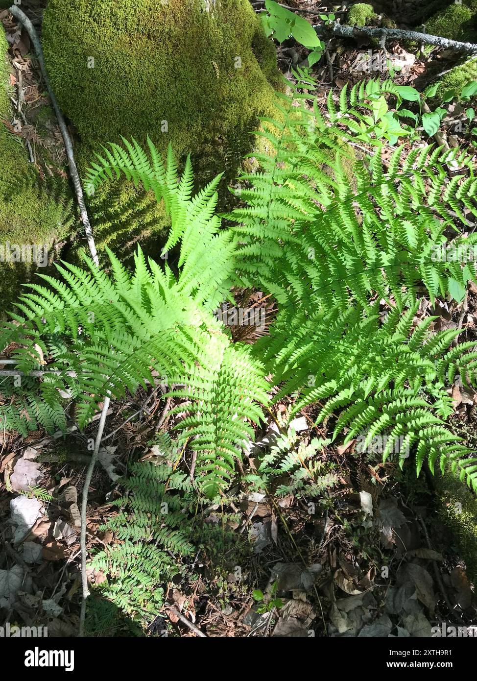 male fern (Dryopteris filix-mas) Plantae Stock Photo - Alamy
