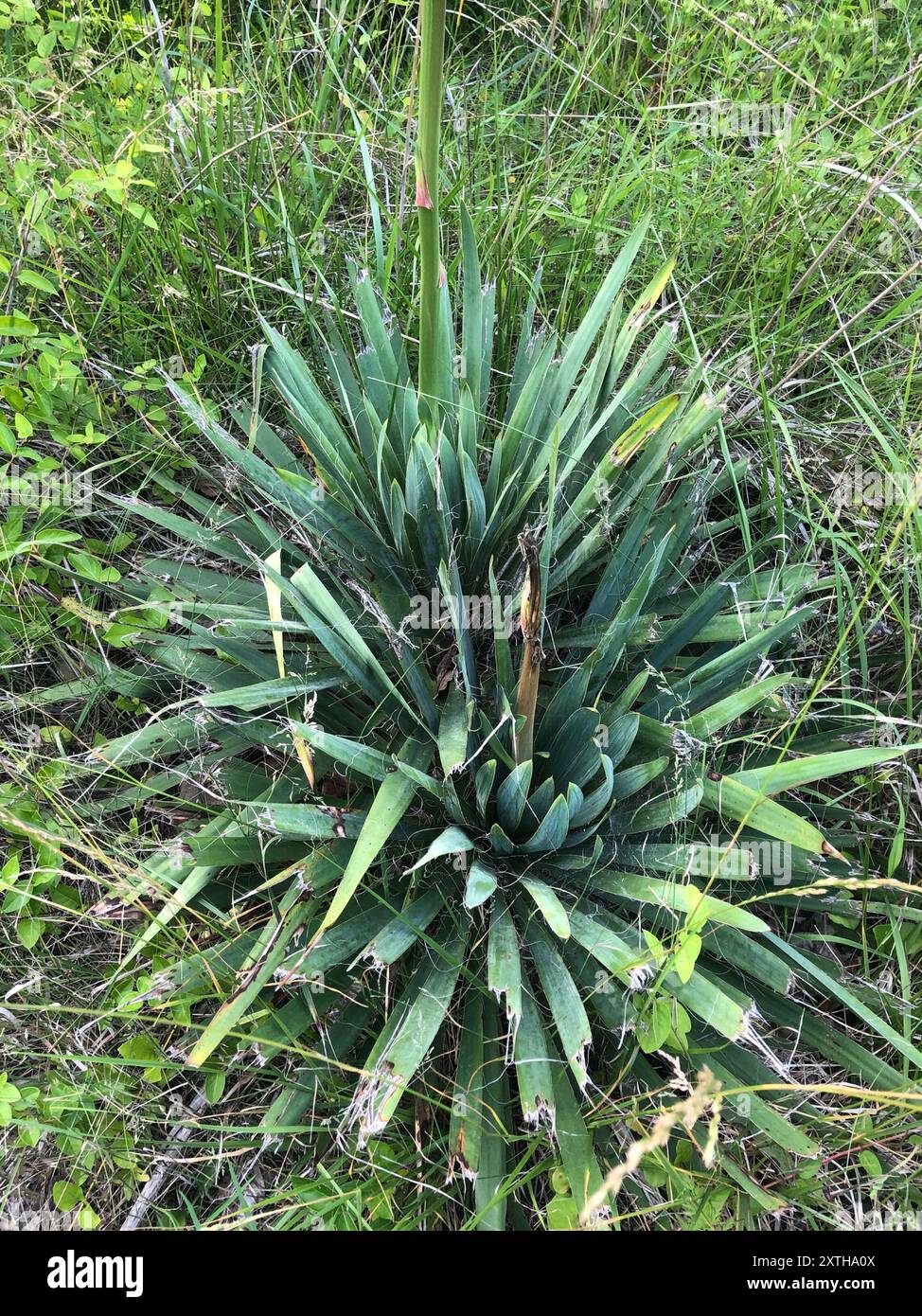 common yucca (Yucca filamentosa) Plantae Stock Photo - Alamy