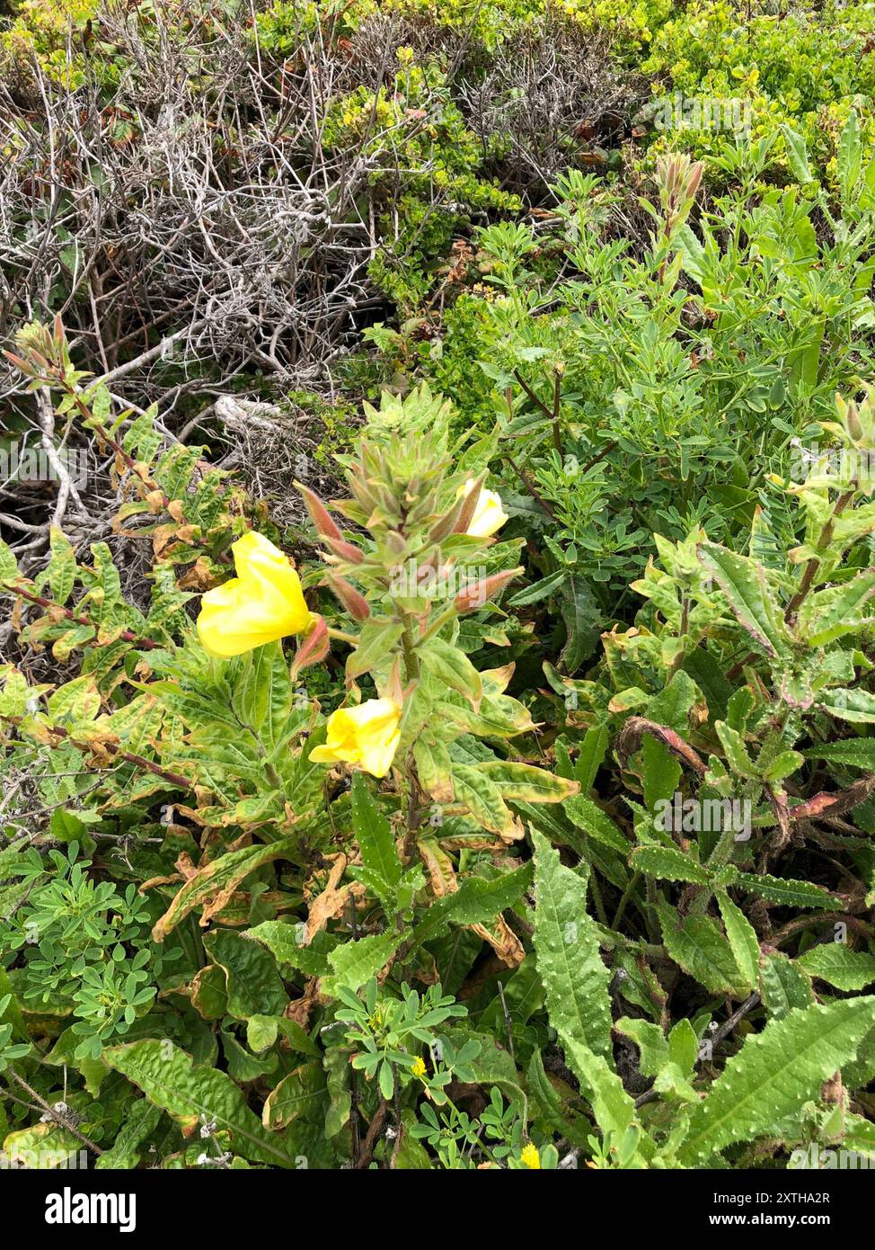 tall evening primrose (Oenothera elata) Plantae Stock Photo - Alamy