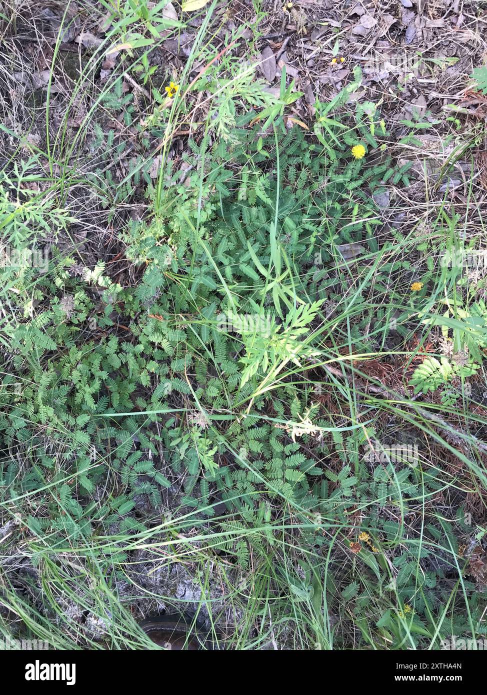 Yellow Puff (Neptunia lutea) Plantae Stock Photo - Alamy