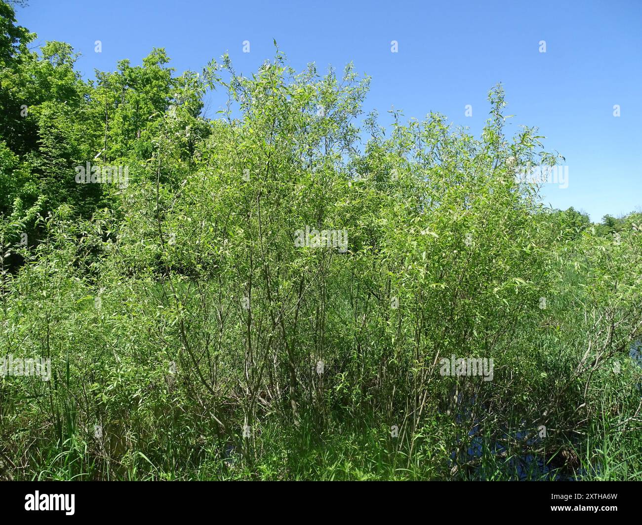 heart-leaved willow (Salix eriocephala) Plantae Stock Photo - Alamy