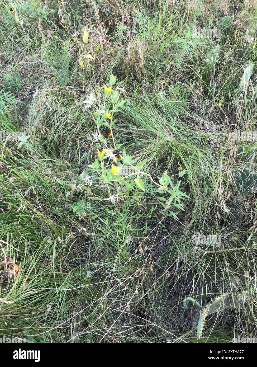 Texas yellow star (Lindheimera texana) Plantae Stock Photo - Alamy