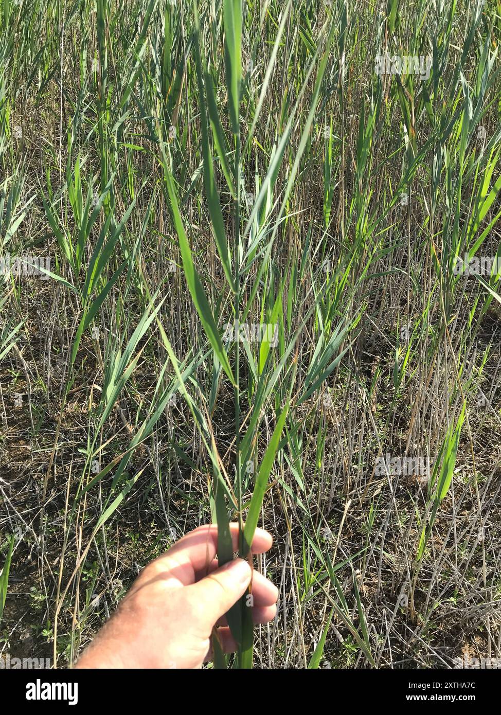 common reed (Phragmites australis) Plantae Stock Photo - Alamy