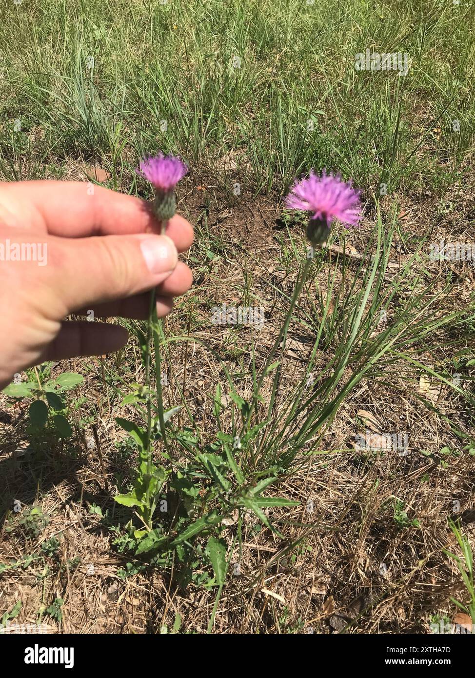 Texas Thistle (Cirsium texanum) Plantae Stock Photo - Alamy