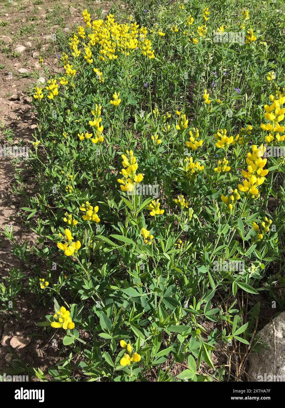 Mountain goldenbean (Thermopsis montana) Plantae Stock Photo - Alamy