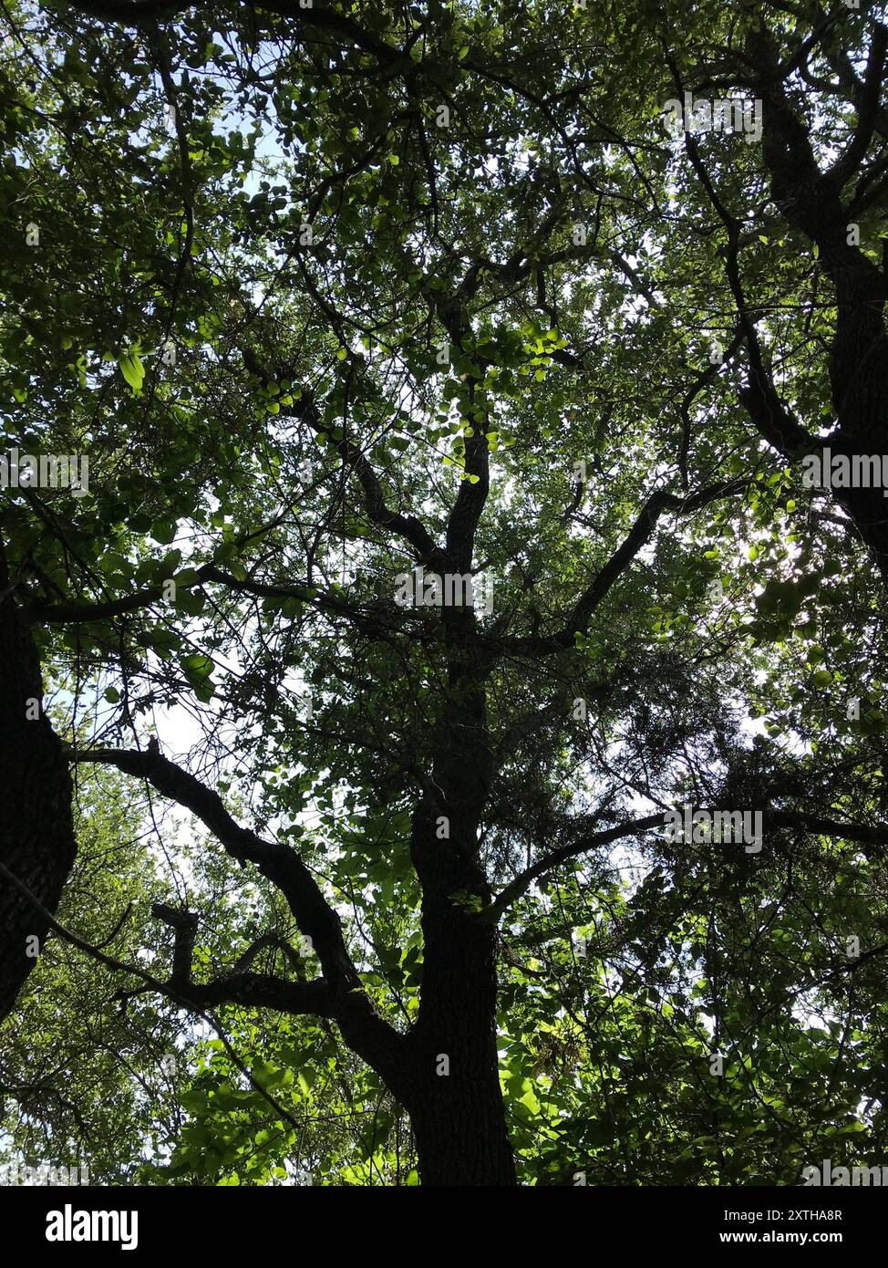Texas live oak (Quercus fusiformis) Plantae Stock Photo - Alamy