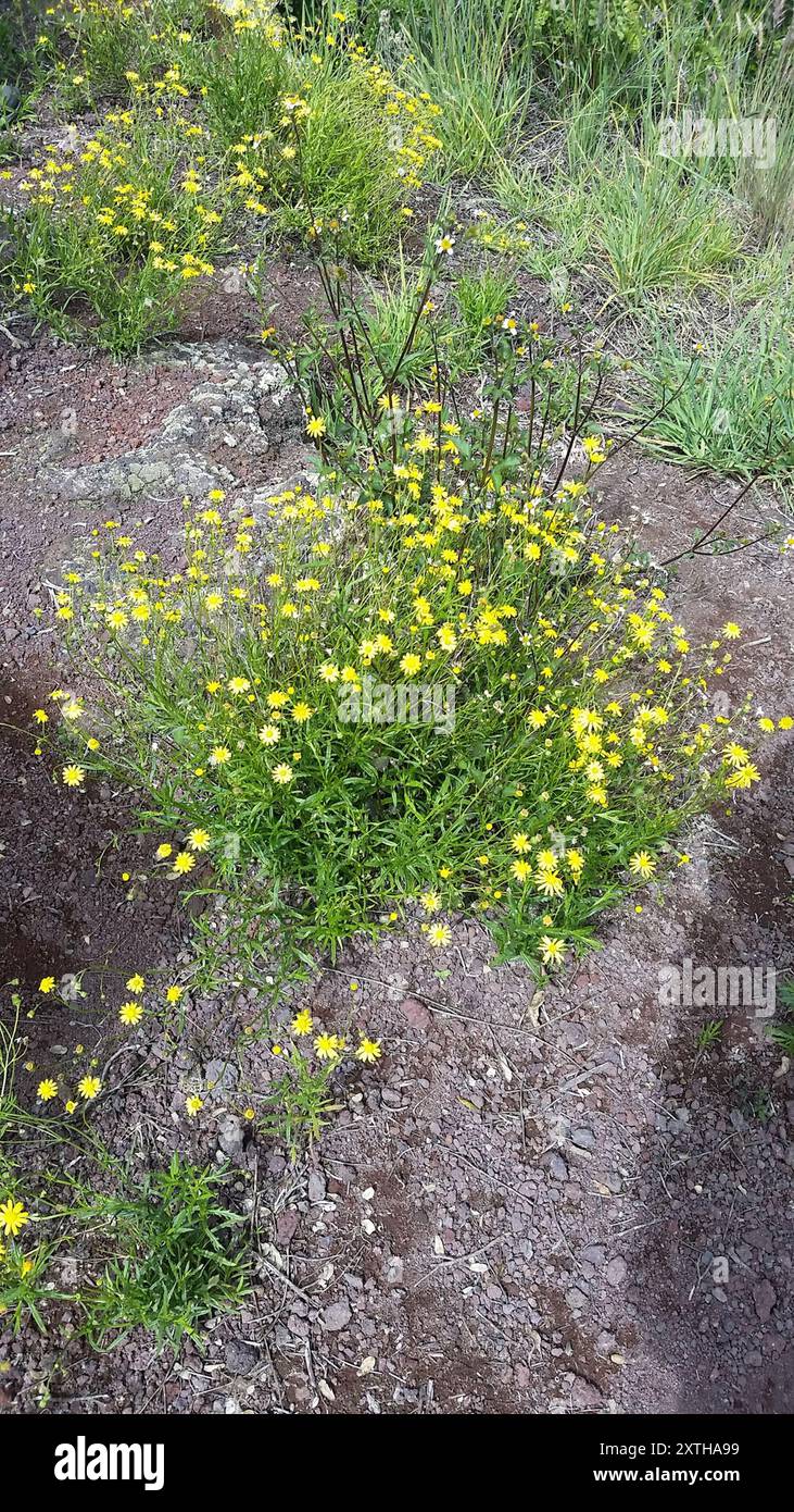 Madagascar Ragwort (Senecio madagascariensis) Plantae Stock Photo - Alamy