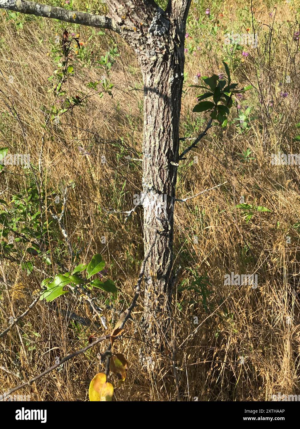 Gum bumelia (Sideroxylon lanuginosum) Plantae Stock Photo - Alamy