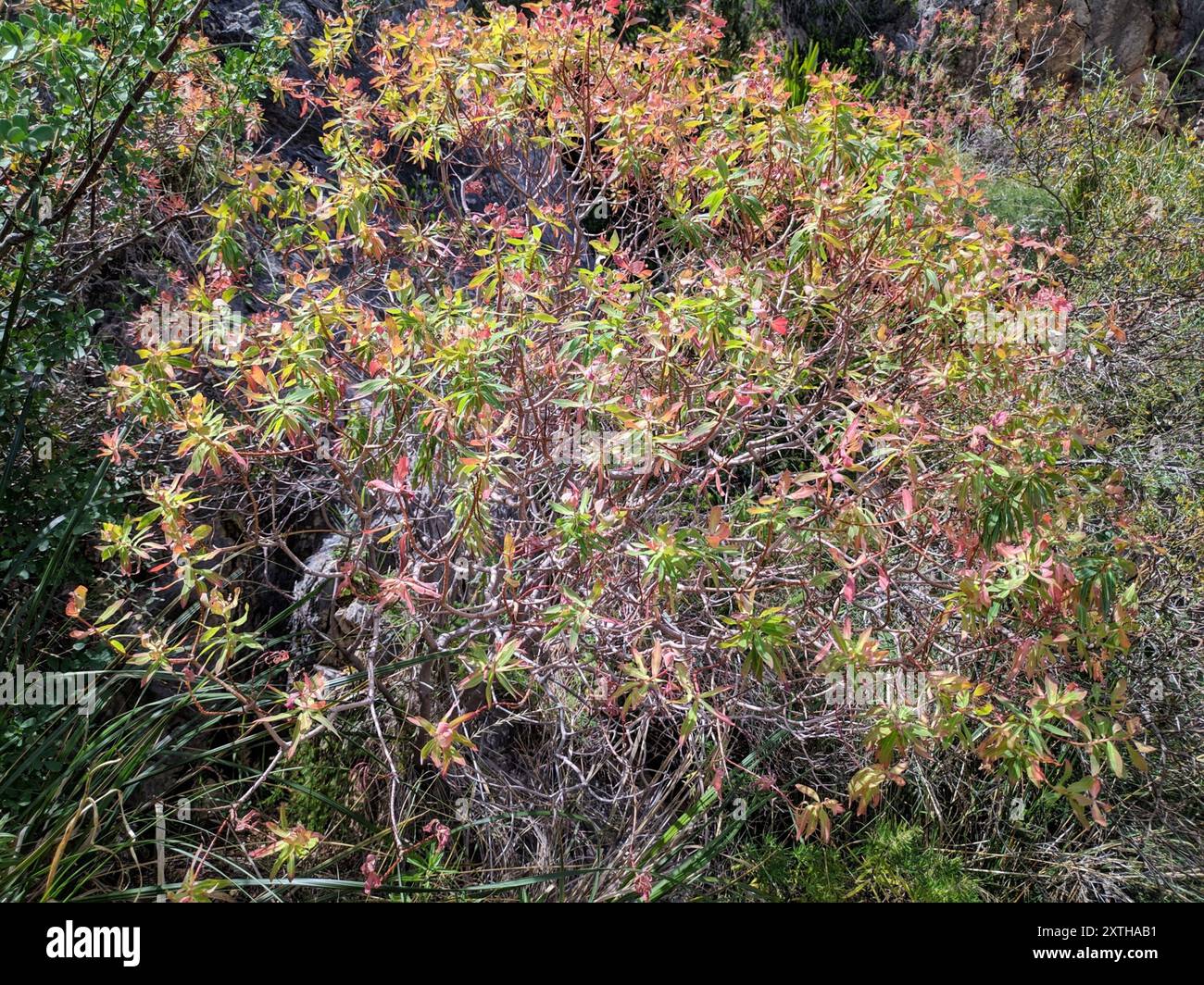 tree spurge (Euphorbia dendroides) Plantae Stock Photo - Alamy