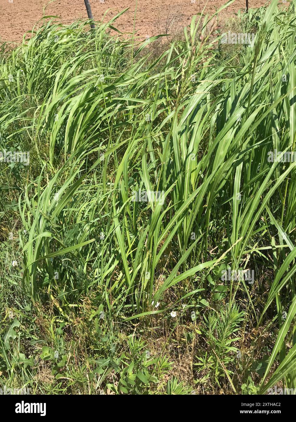 Johnson grass (Sorghum halepense) Plantae Stock Photo - Alamy