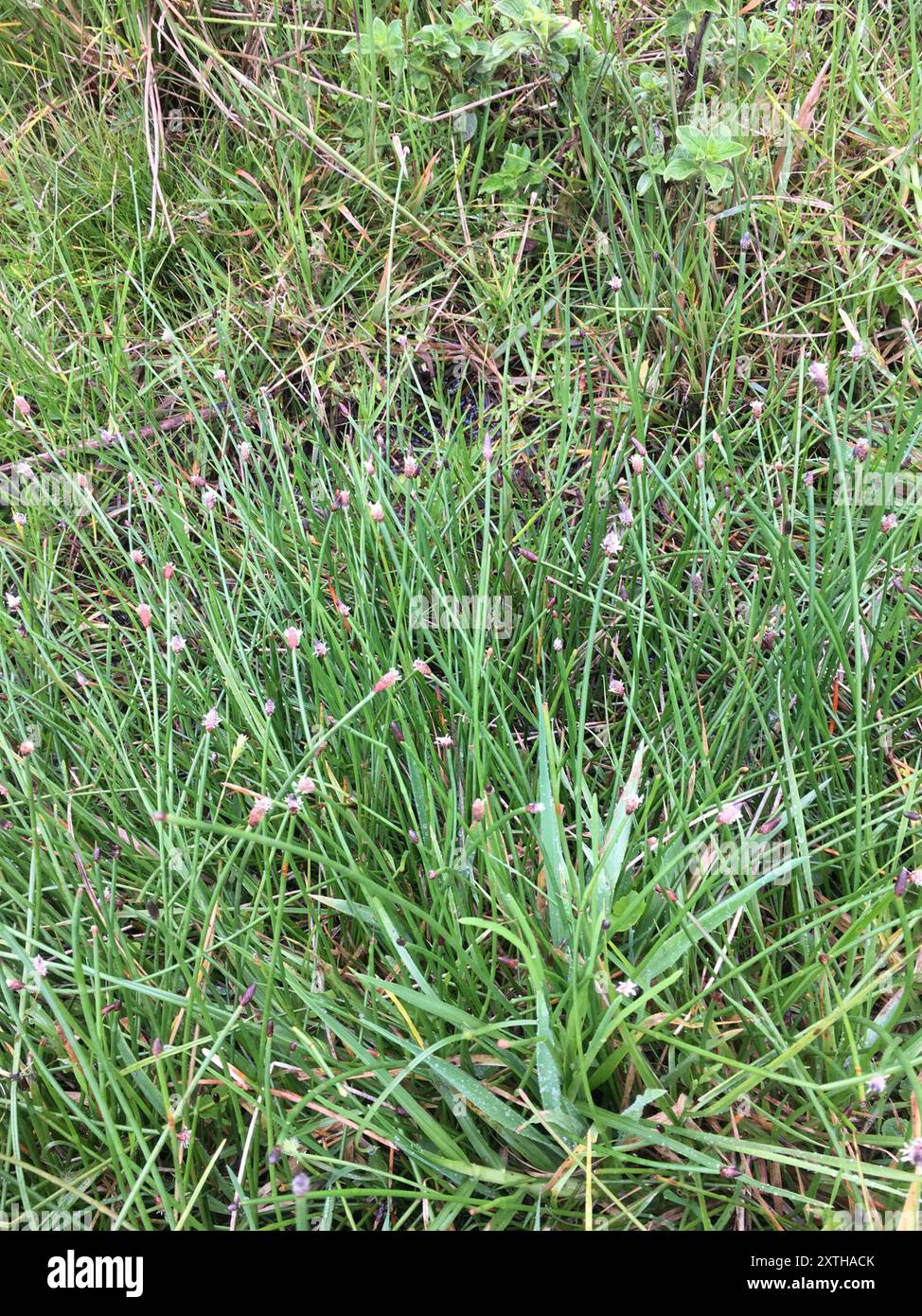 vascular plants (Tracheophyta) Plantae Stock Photo - Alamy