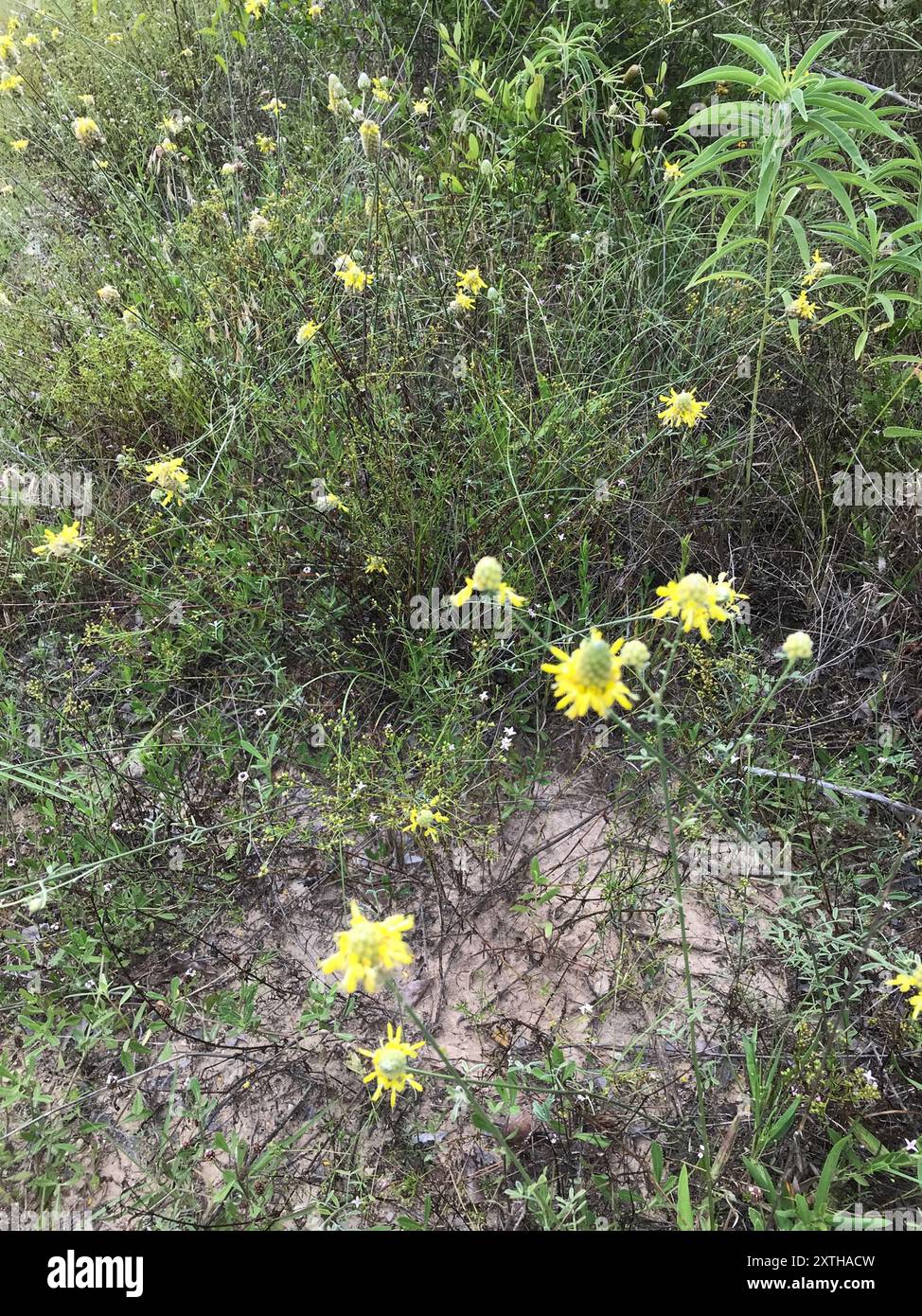 Dalea aurea hi-res stock photography and images - Alamy