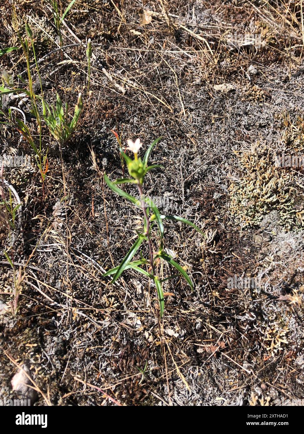 grand collomia (Collomia grandiflora) Plantae Stock Photo - Alamy