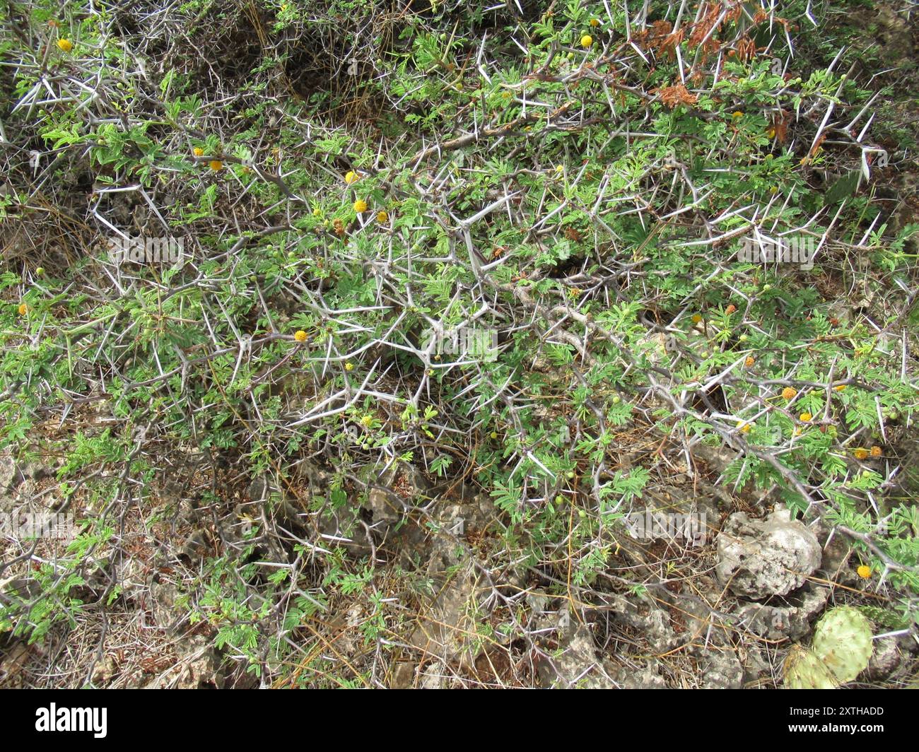 Vachellia tortuosa hi-res stock photography and images - Alamy
